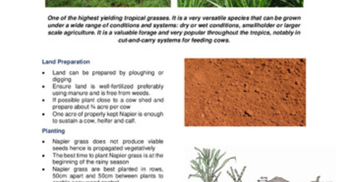 Napier grass (Cenchrus purpureum): Factsheets on forage species in East ...